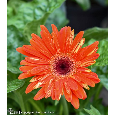 Plántula Gerbera