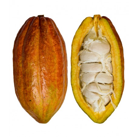 Plántula de cacao FTA-2