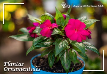 Tienda Online - Eco Yuma